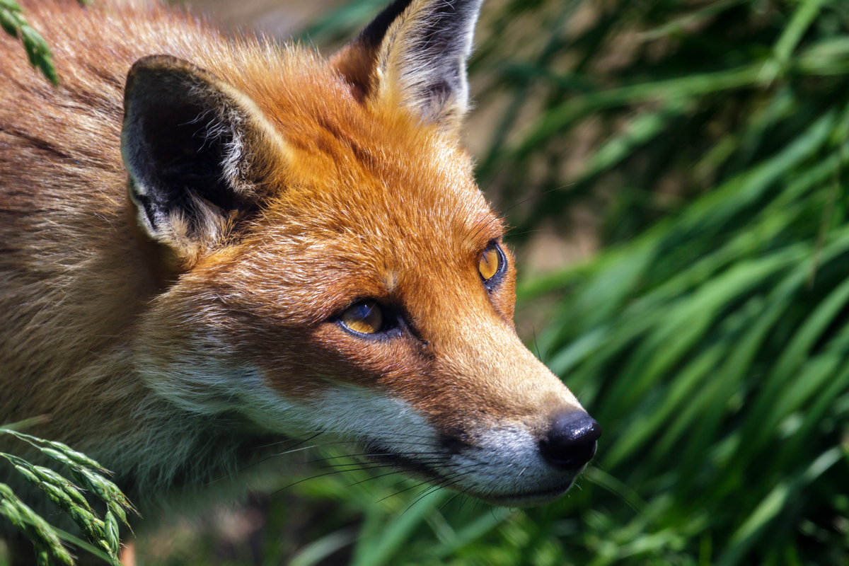 Mother Protects Daughter from Fox Attack | 95.7FM WZID