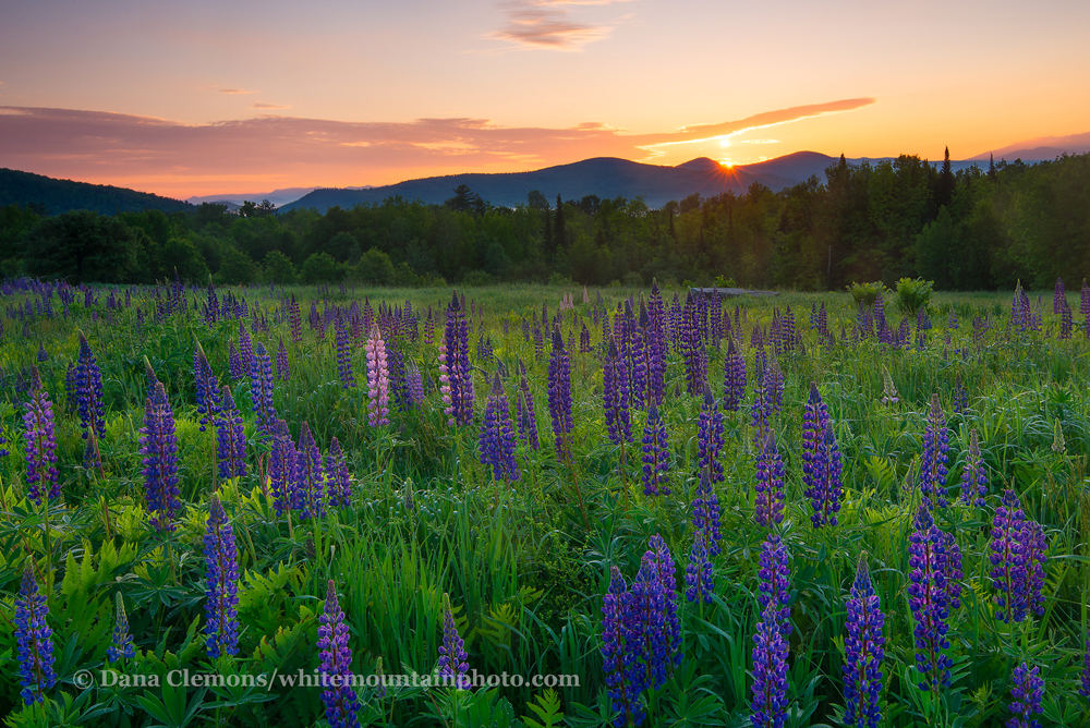 Visit the White Mountains Fields of Lupine- Enjoy the Views | 95.7FM WZID